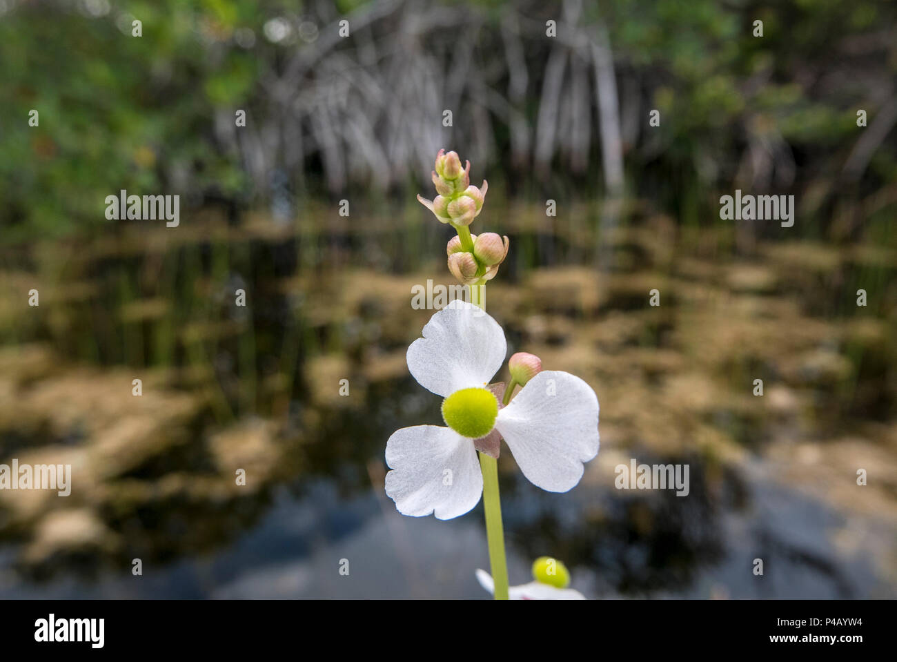 Duck potato Sagittaria latifolia flower ,Everglades National Park ...