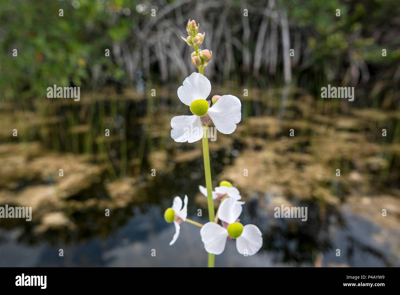 Swamp potato hi-res stock photography and images - Alamy