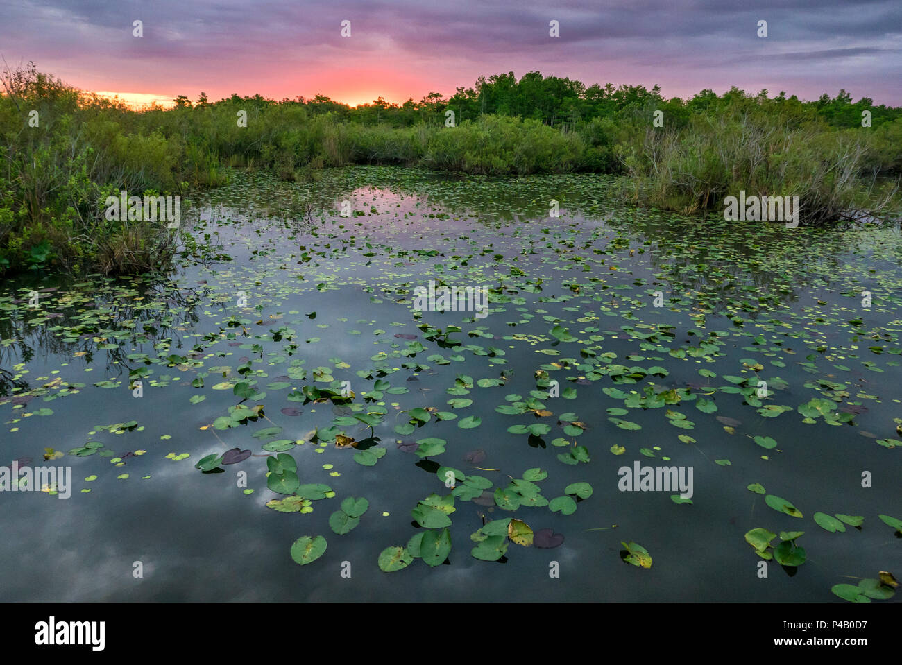 Wetlands river of grass at Anihinga Trail , Everglades National Park ...