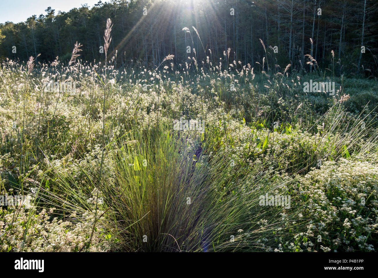 Corkscrew audubon wildlife sanctuary hi-res stock photography and ...