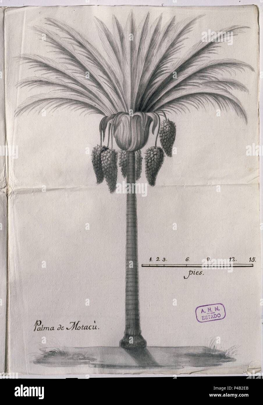DIBUJO-PALMA DE MOTACU. Location: ARCHIVO HISTORICO NACIONAL-COLECCION ...