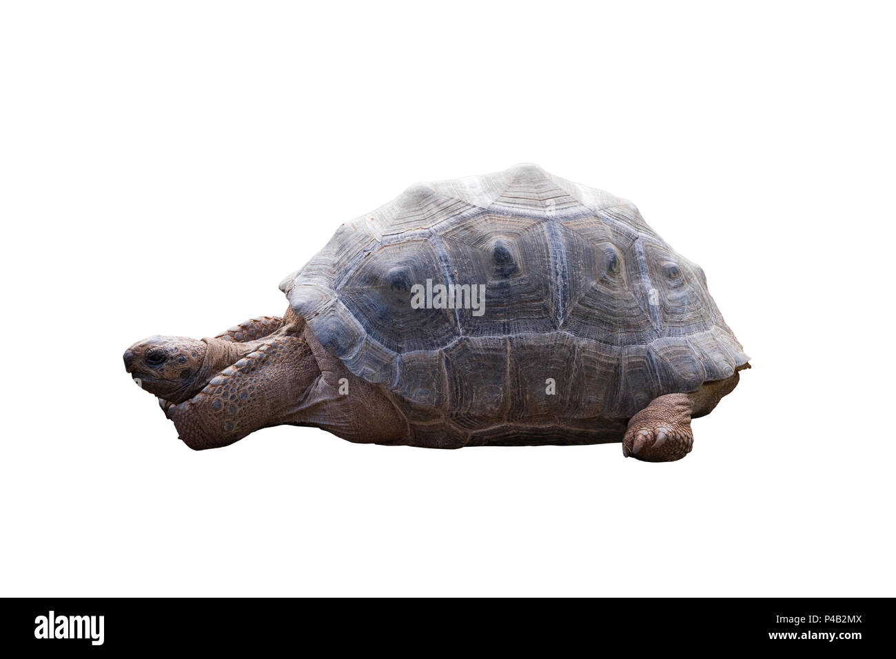 View on a big heavy turtle isolated on white background, seen in south ...