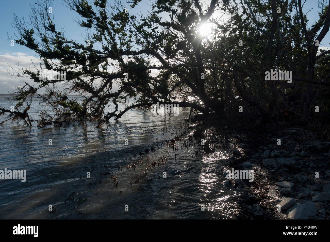 Storm battered mangrove forest along Florida Bay, Everglades National ...