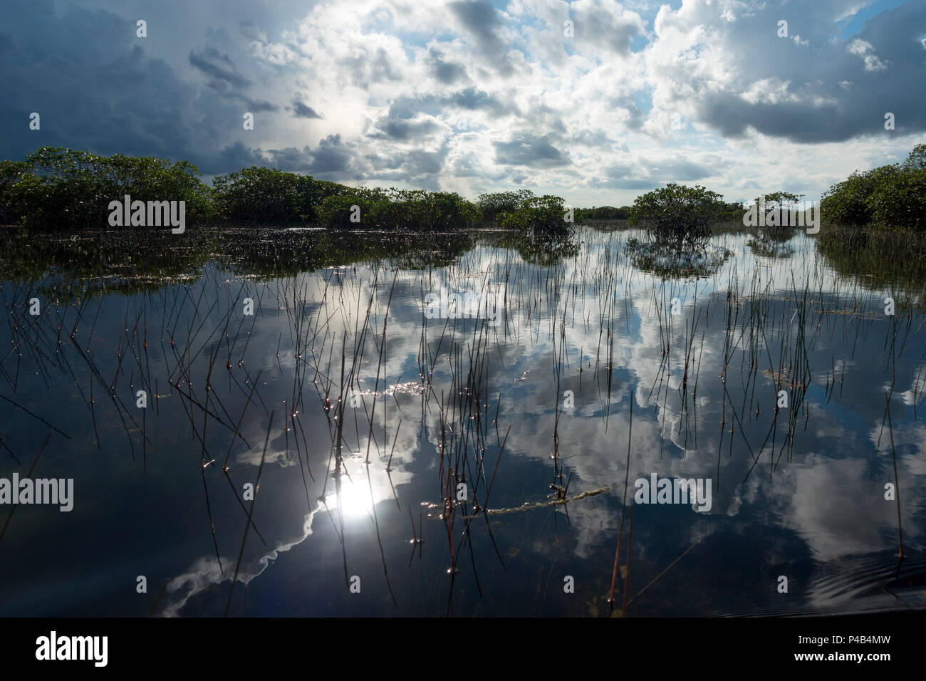 Wetlands river of grass , Everglades National Park, Miami, Florida, USA ...