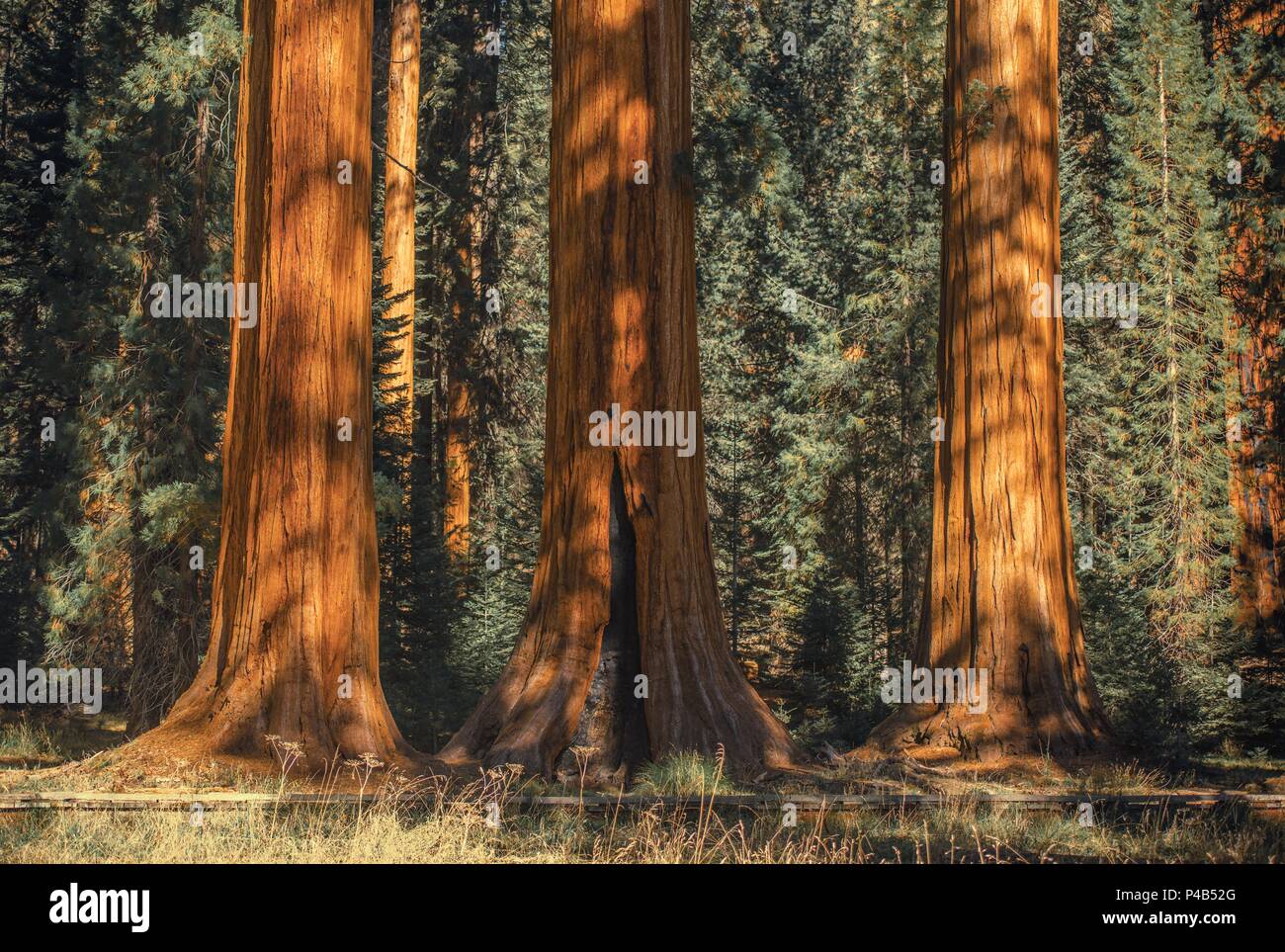 Three Ancient Sequoias in the Sequoia National Park in Sierra Nevada ...