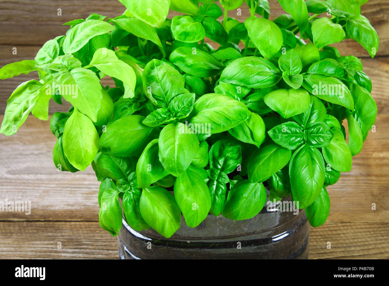 Spice Basil Plant