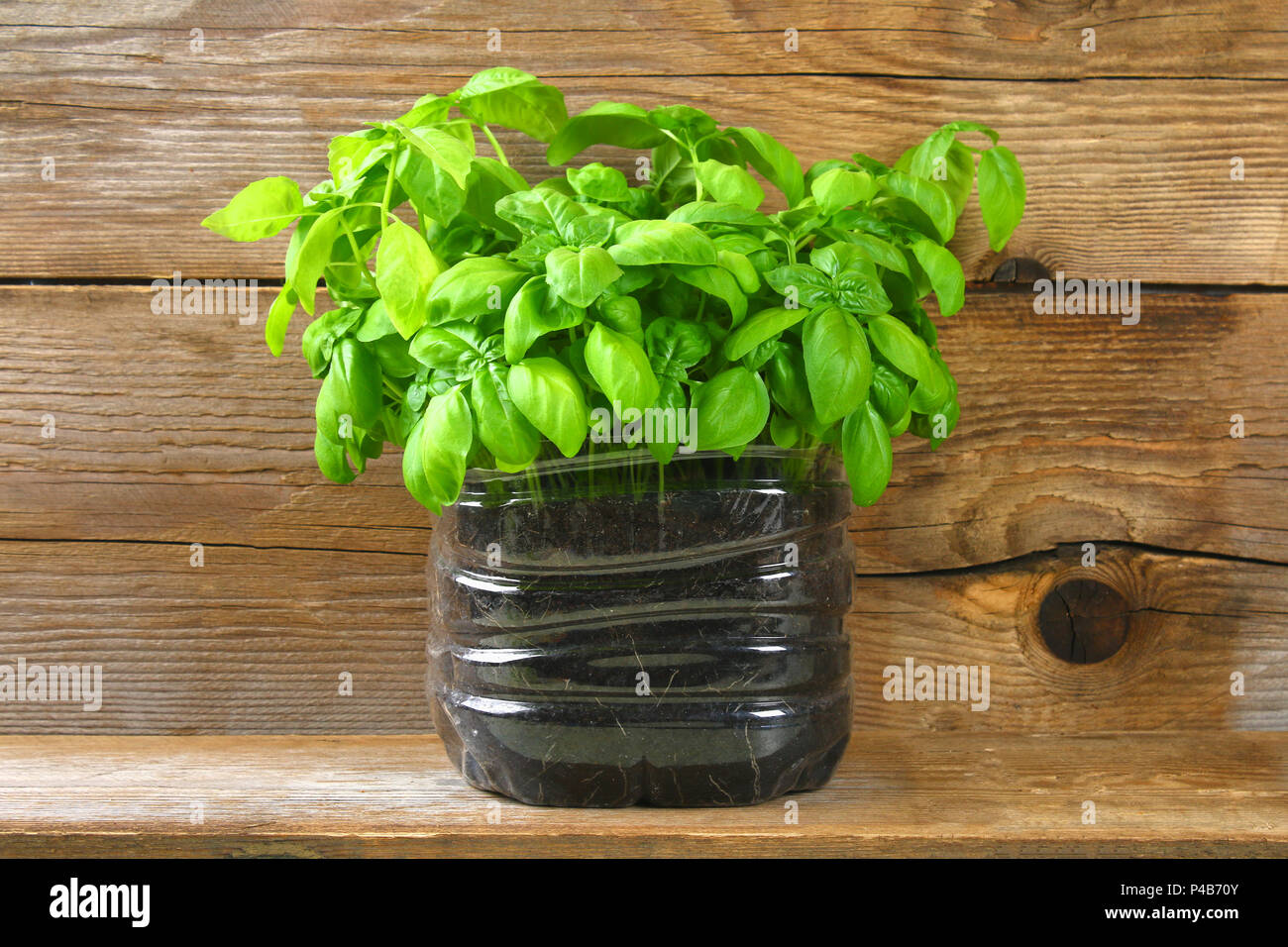 Fresh green basil plant for healthy cooking, herbs and spices Stock ...