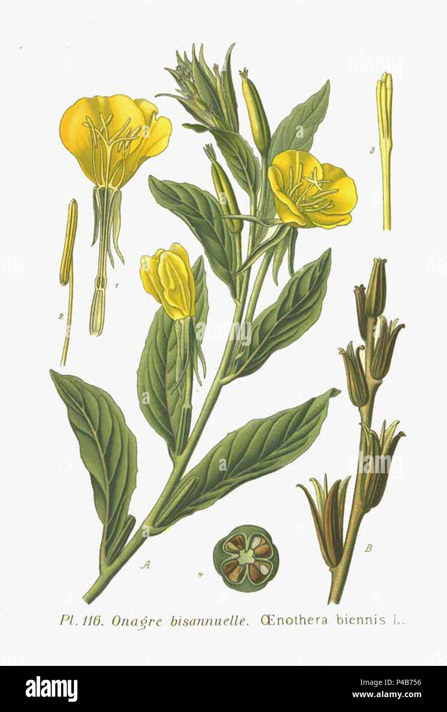 Oenothera l Cut Out Stock Images & Pictures - Alamy
