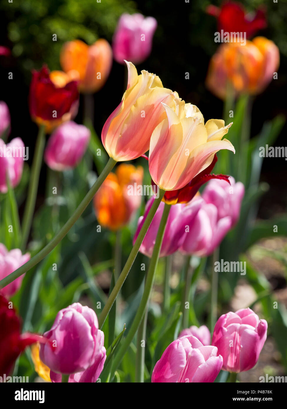 Shining tulips hi-res stock photography and images - Alamy