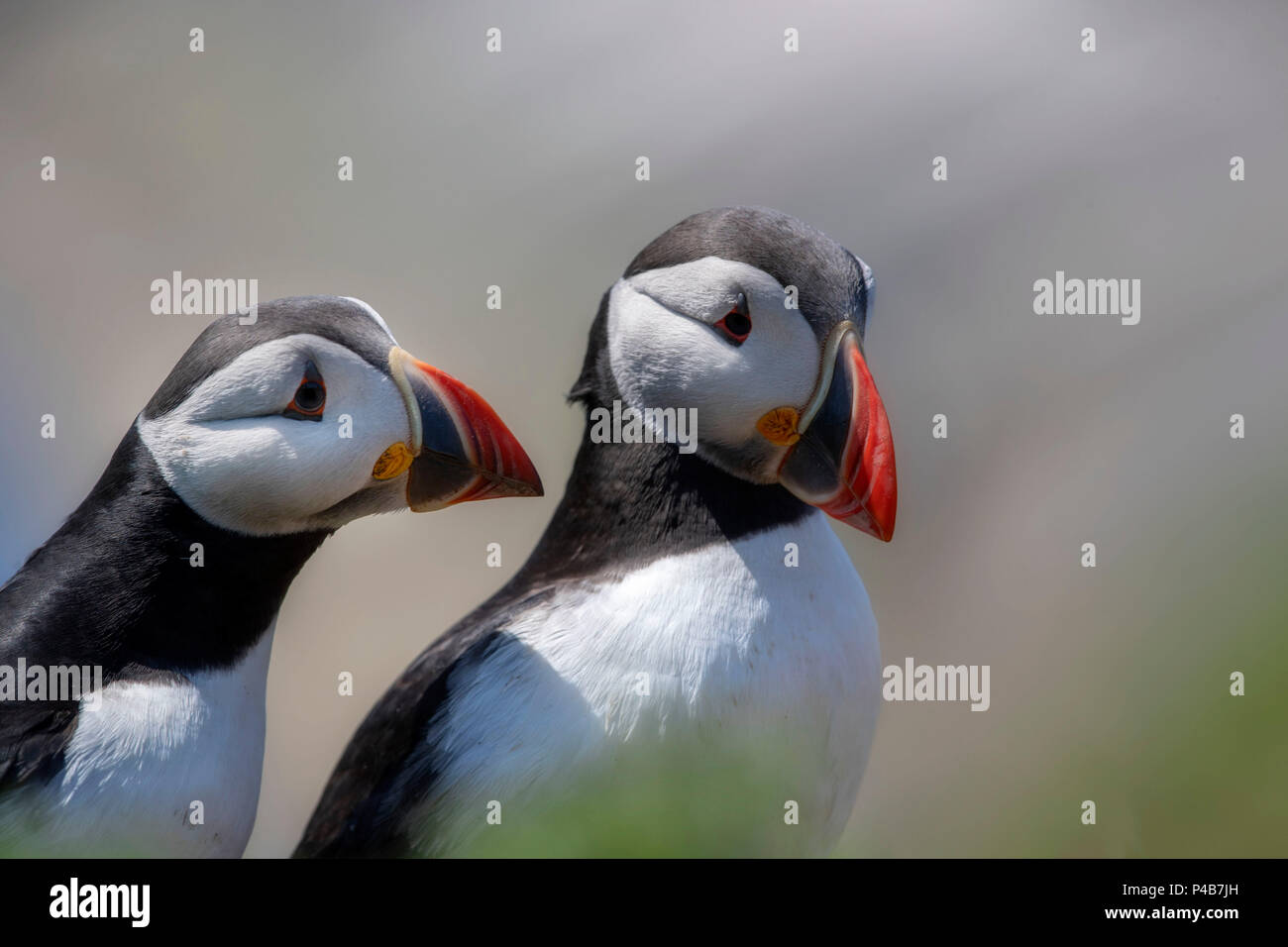 Puffins hi-res stock photography and images - Alamy