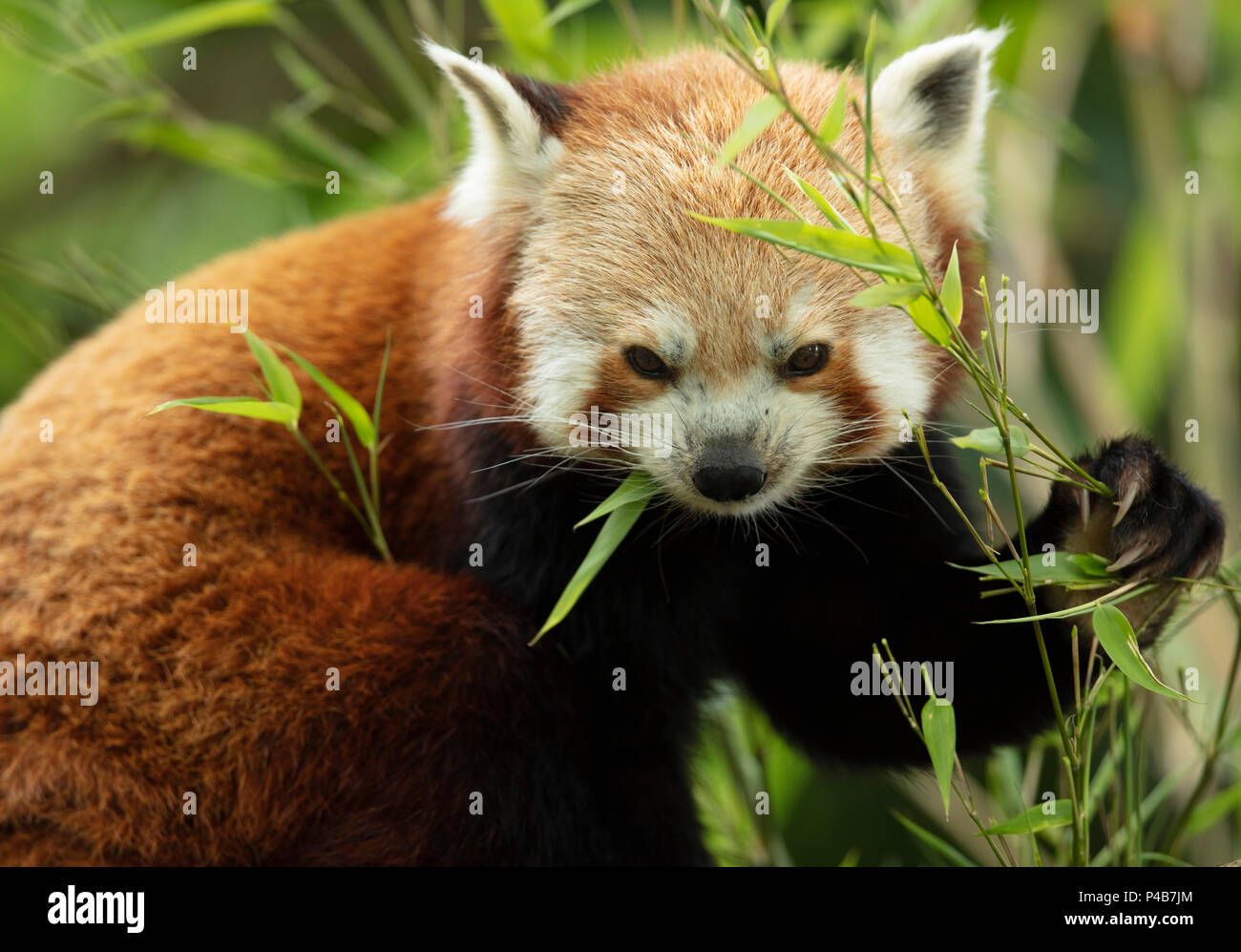Cute red panda eating Stock Photo - Alamy