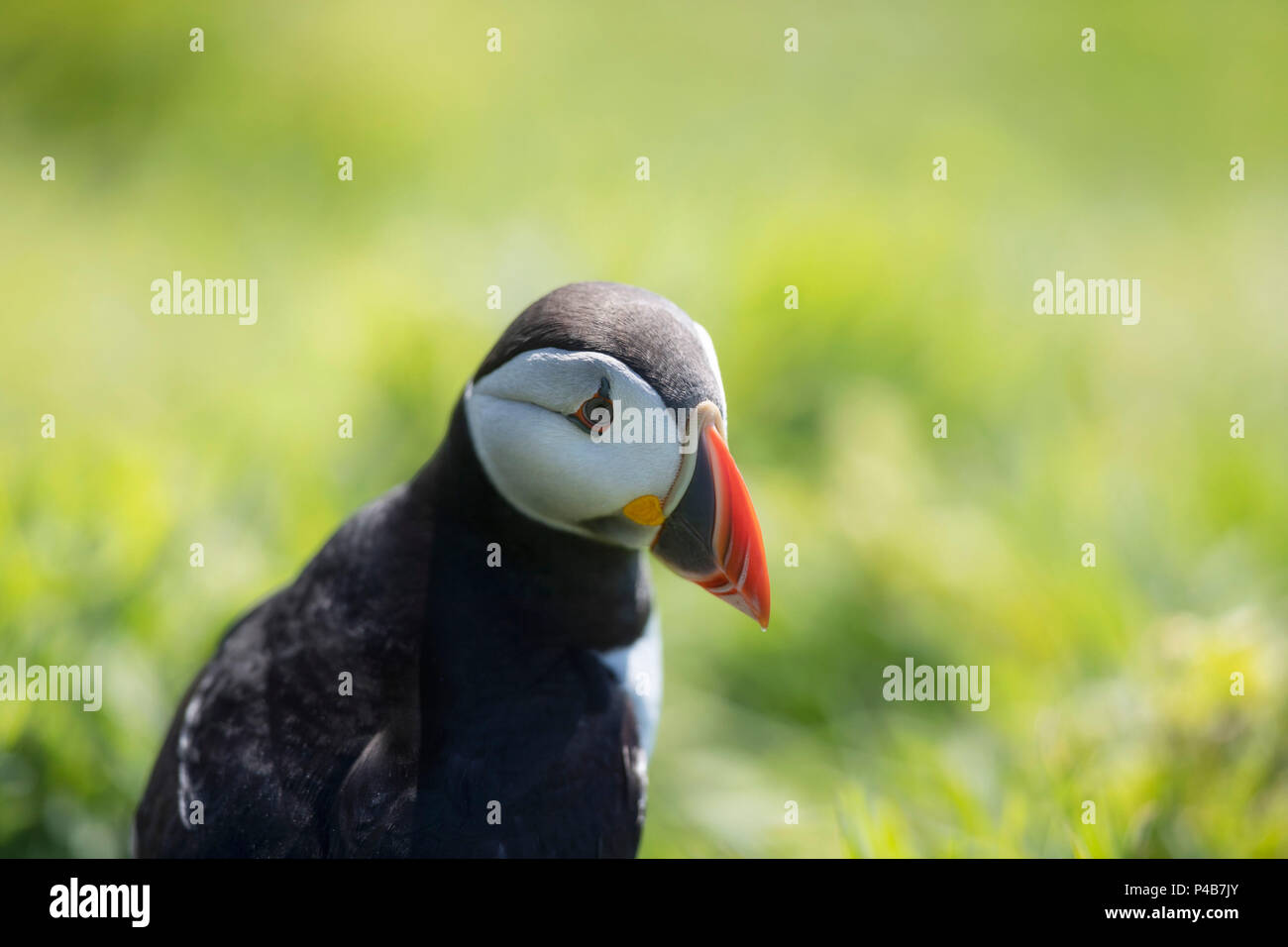 Puffin cute hi-res stock photography and images - Alamy