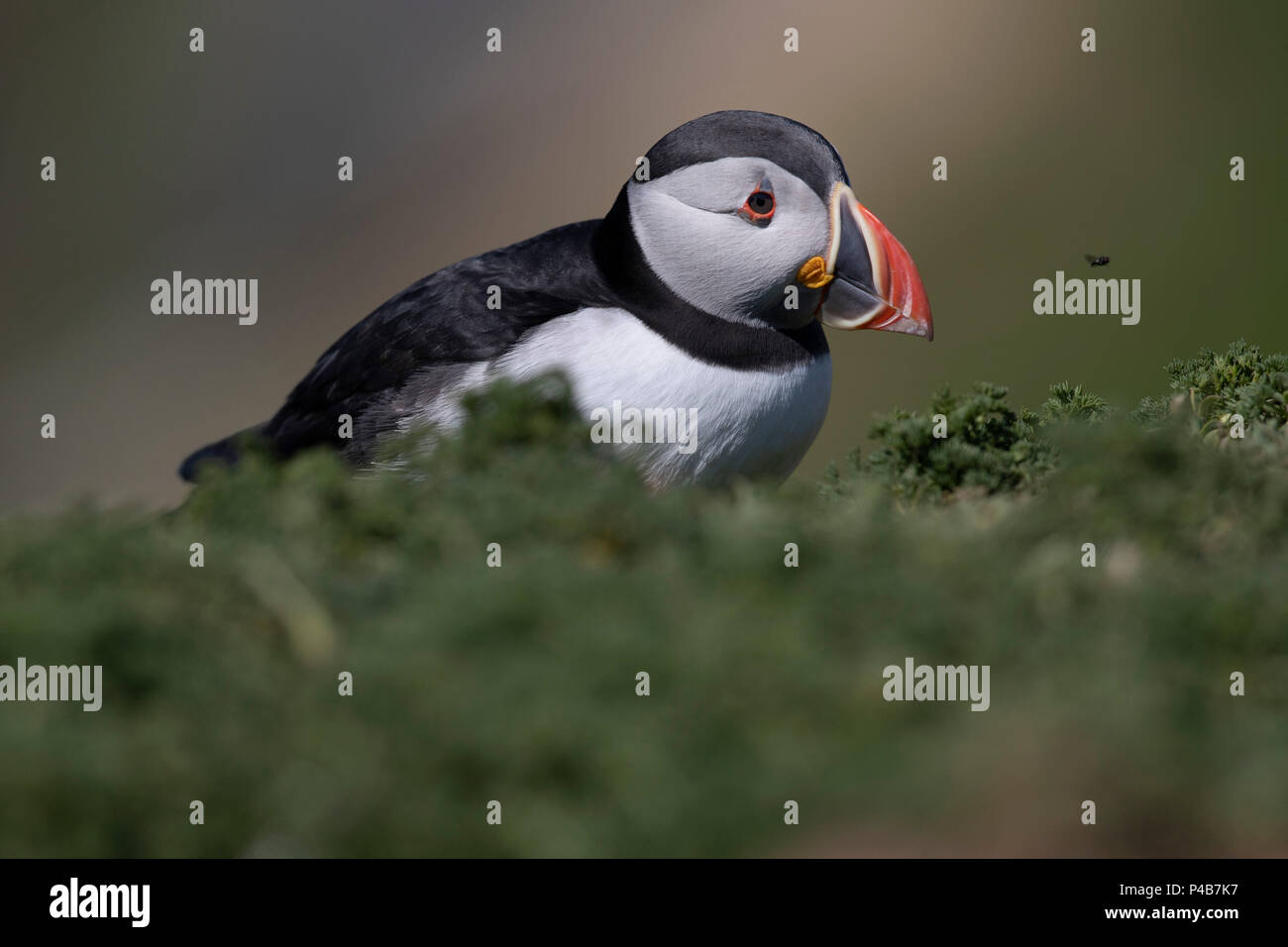 Puffin, sitting, side view Stock Photo - Alamy