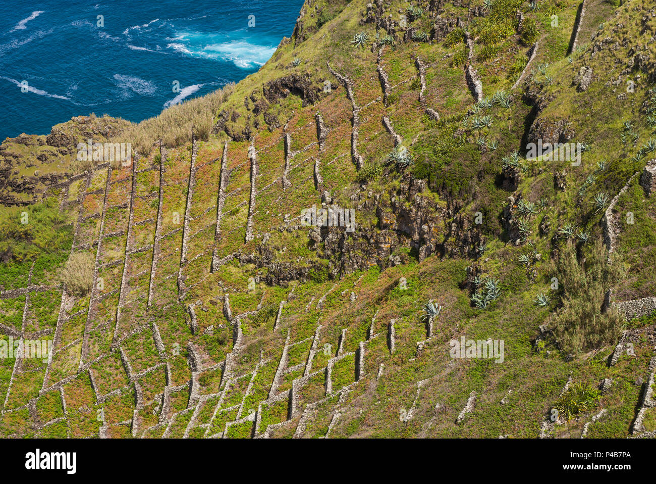 Portugal, Azores, Santa Maria Island, Maia, elevated view of vineyards ...
