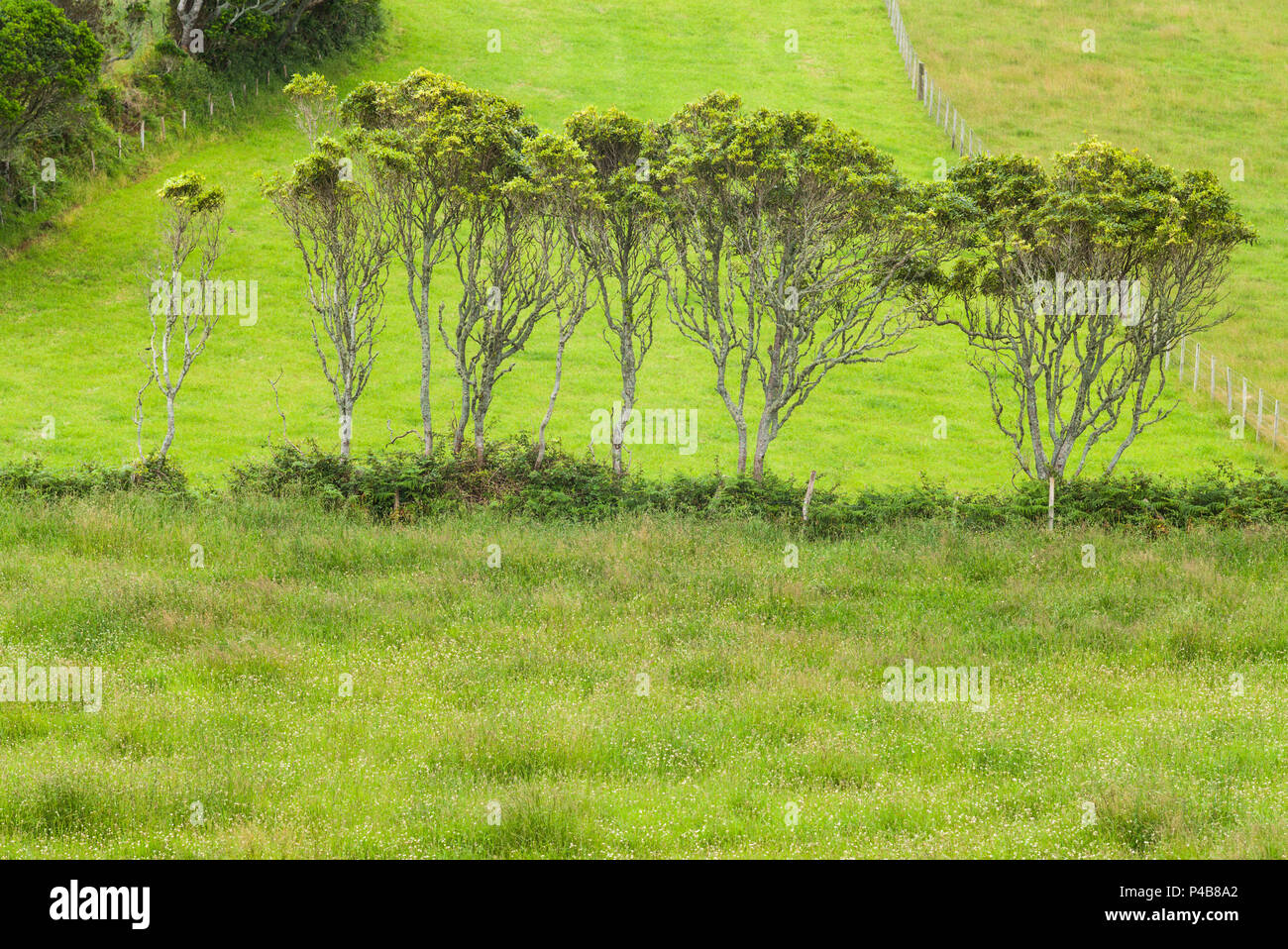 Portugal, Azores, Santa Maria Island, Sao Pedro, trees Stock Photo - Alamy