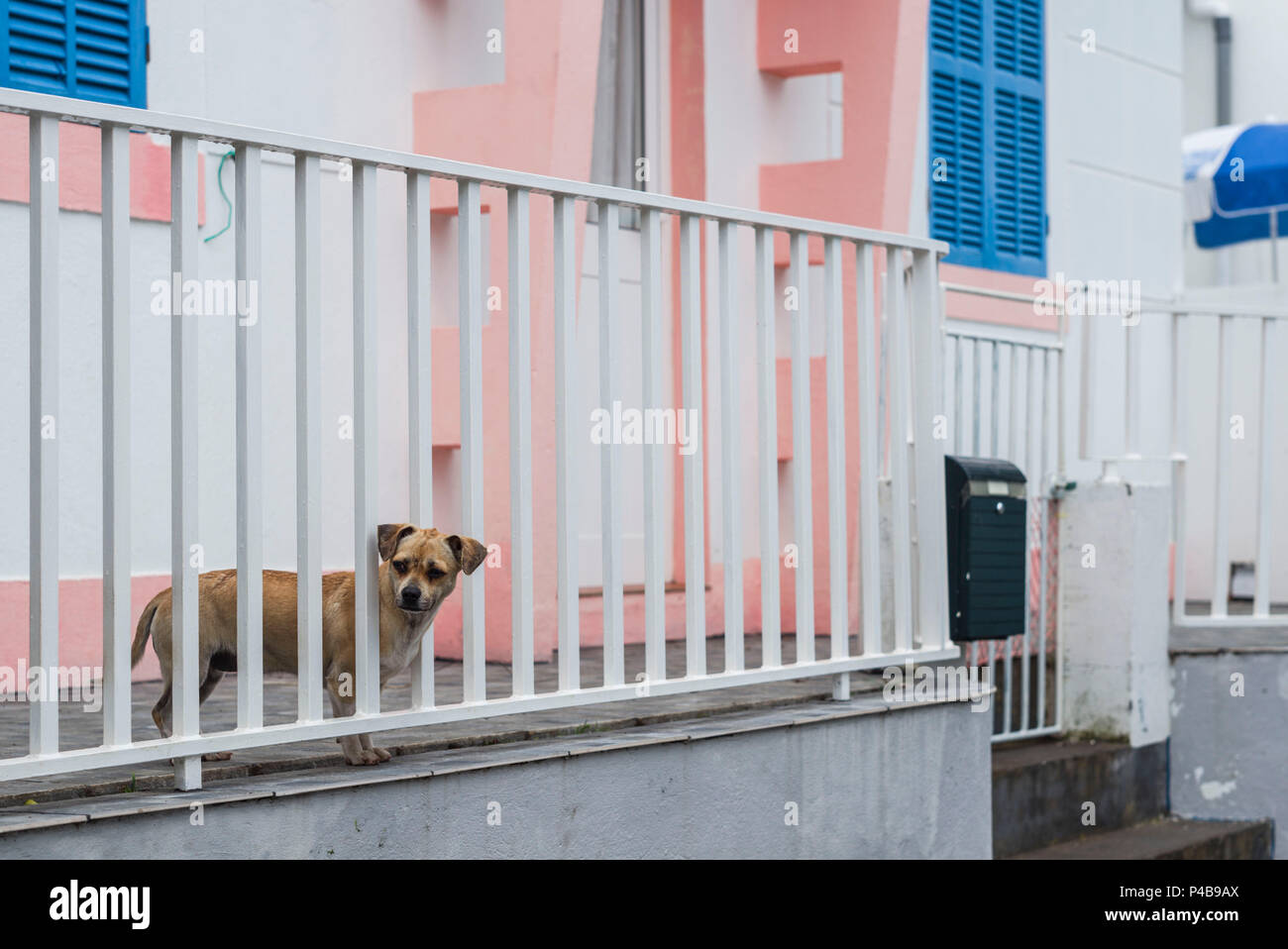 Portugal, Azores, Pico Island, Lajes do Pico, small dog Stock Photo - Alamy