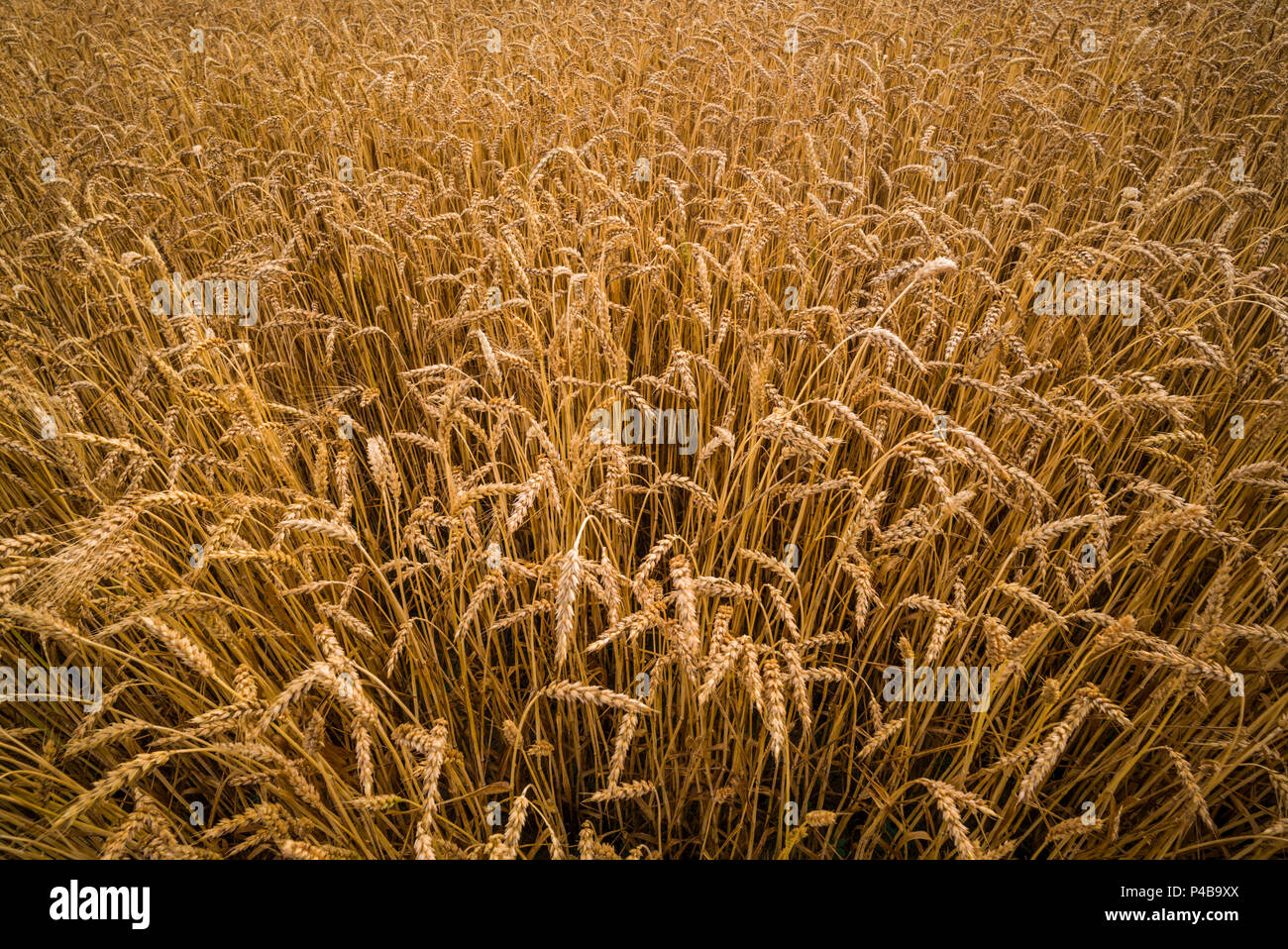 Wheat fields us hi-res stock photography and images - Alamy