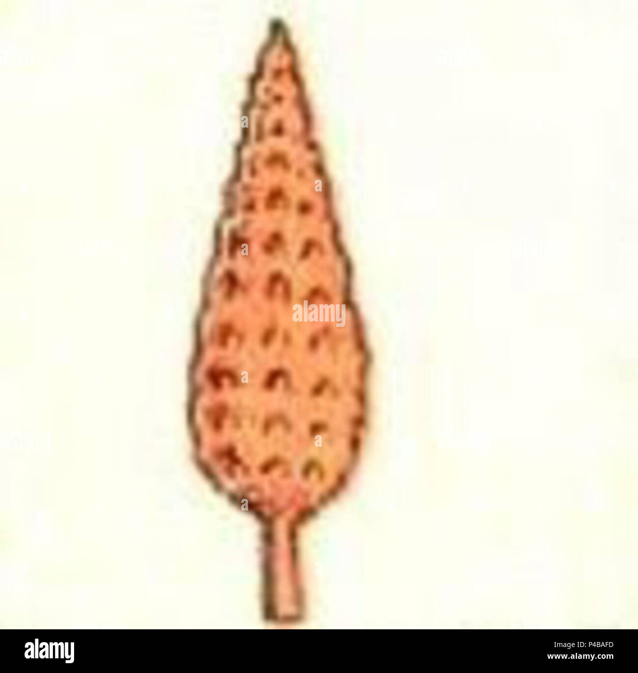 11 cemaat orta emblem (tattoo Stock Photo - Alamy