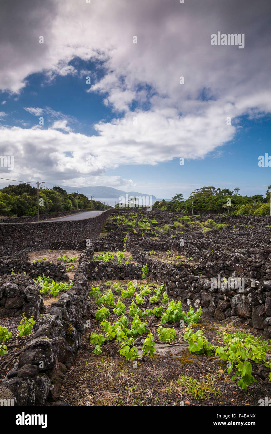 Portugal, Azores, Pico Island, Madalena, vineyard vines planted in ...