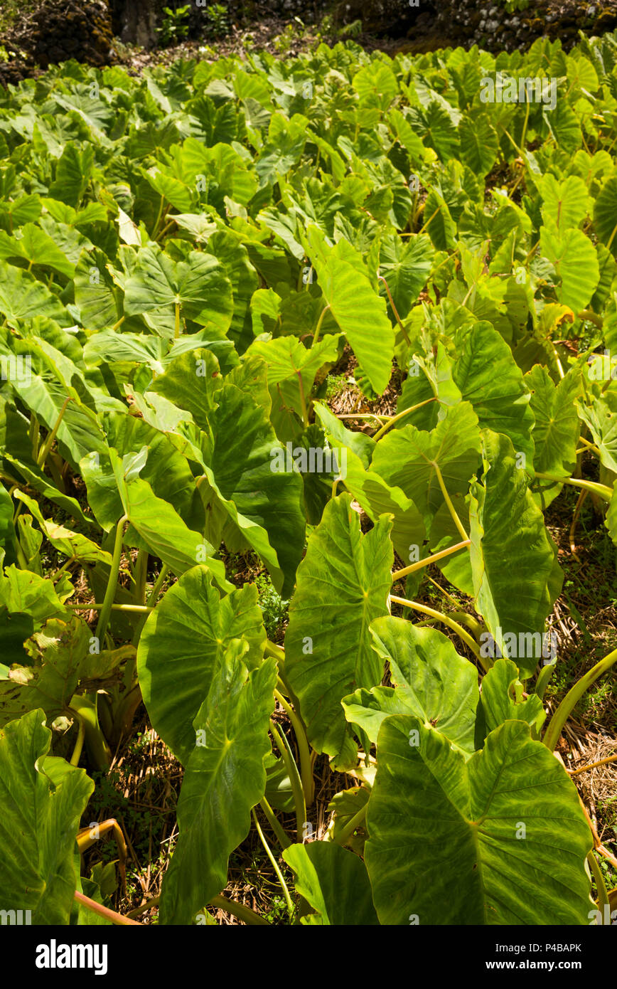 Portugal, Azores, Pico Island, Santo Amaro, taro plants Stock Photo - Alamy
