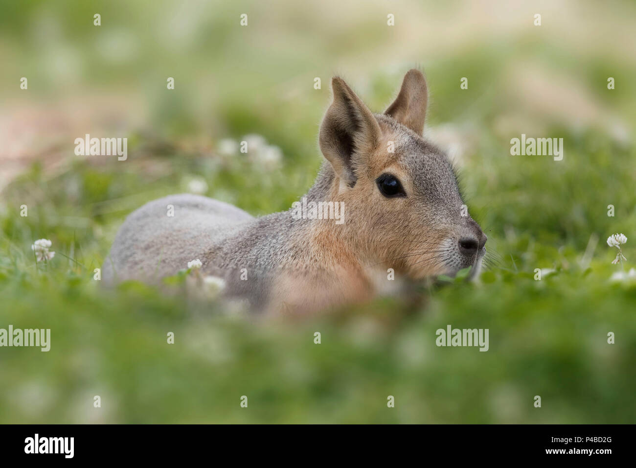 Cute young baby Mara lying down Stock Photo - Alamy