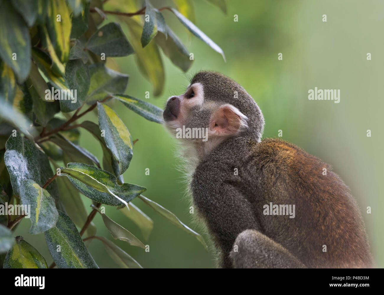 Funny looking monkey hi-res stock photography and images - Alamy