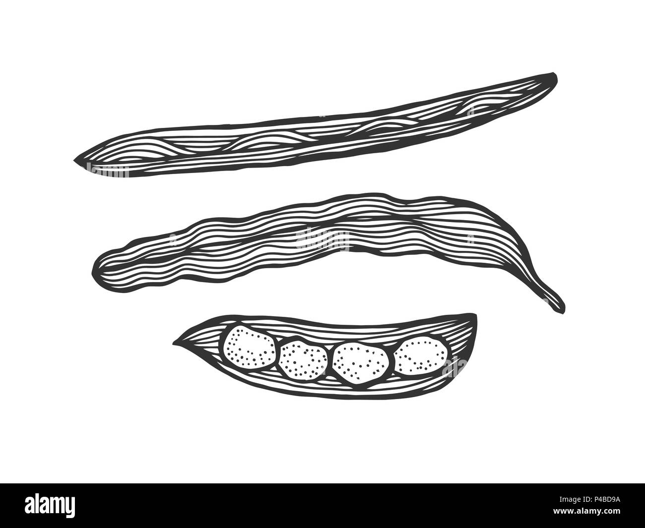 Hand drawn sketch peas sketch set. Vector organic food illustration ...