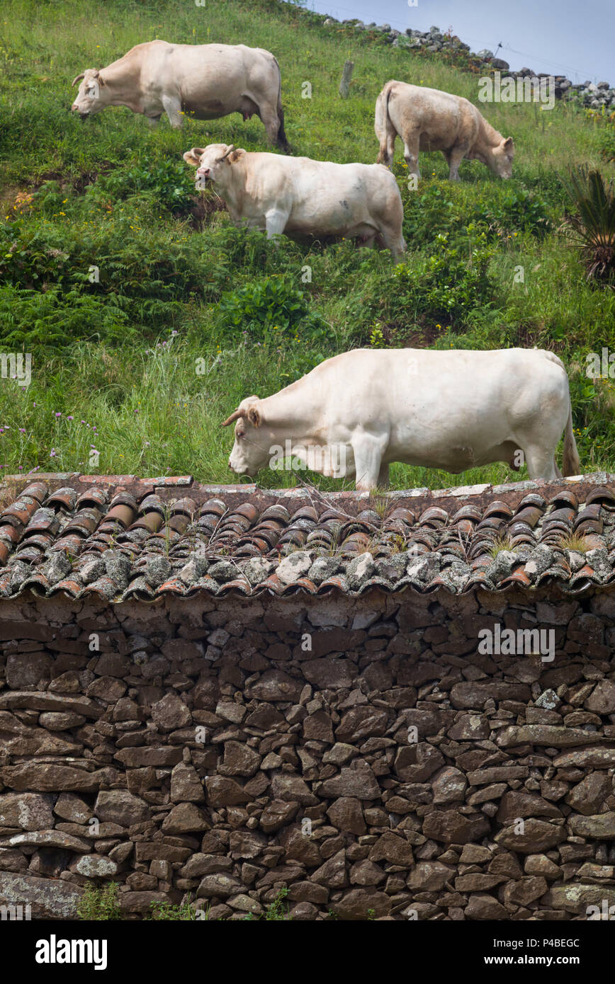 Portugal, Azores, Santa Maria Island, Terca, farmhouse and cows Stock ...