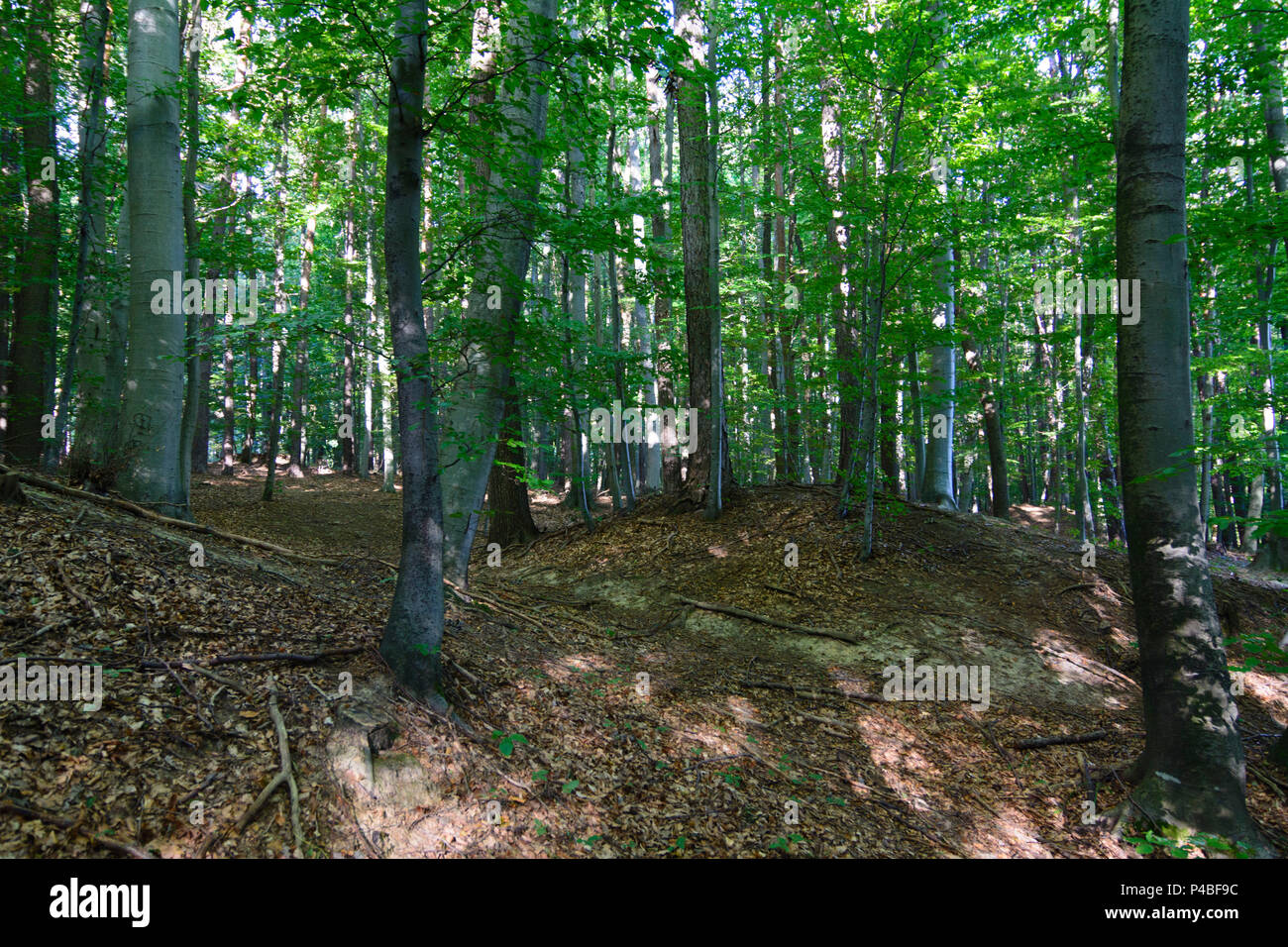 Wienerwald Vienna Stock Photos & Wienerwald Vienna Stock Images - Alamy