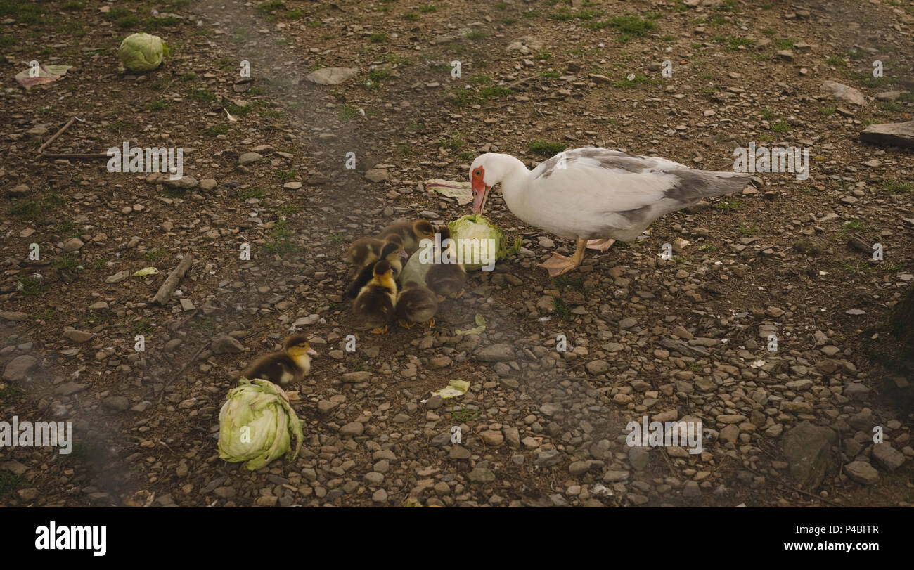 Duck and ducklings eating cabbage Stock Photo - Alamy