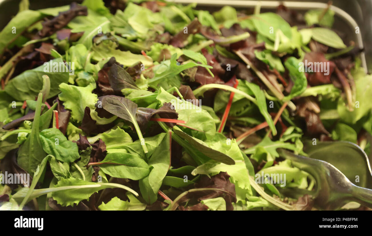 green and fresh lettuce leaves on the tray of a self service restaurant ...