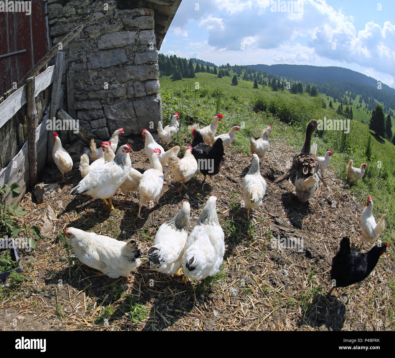 many hens in the henhouse in the farm of farmer Stock Photo - Alamy