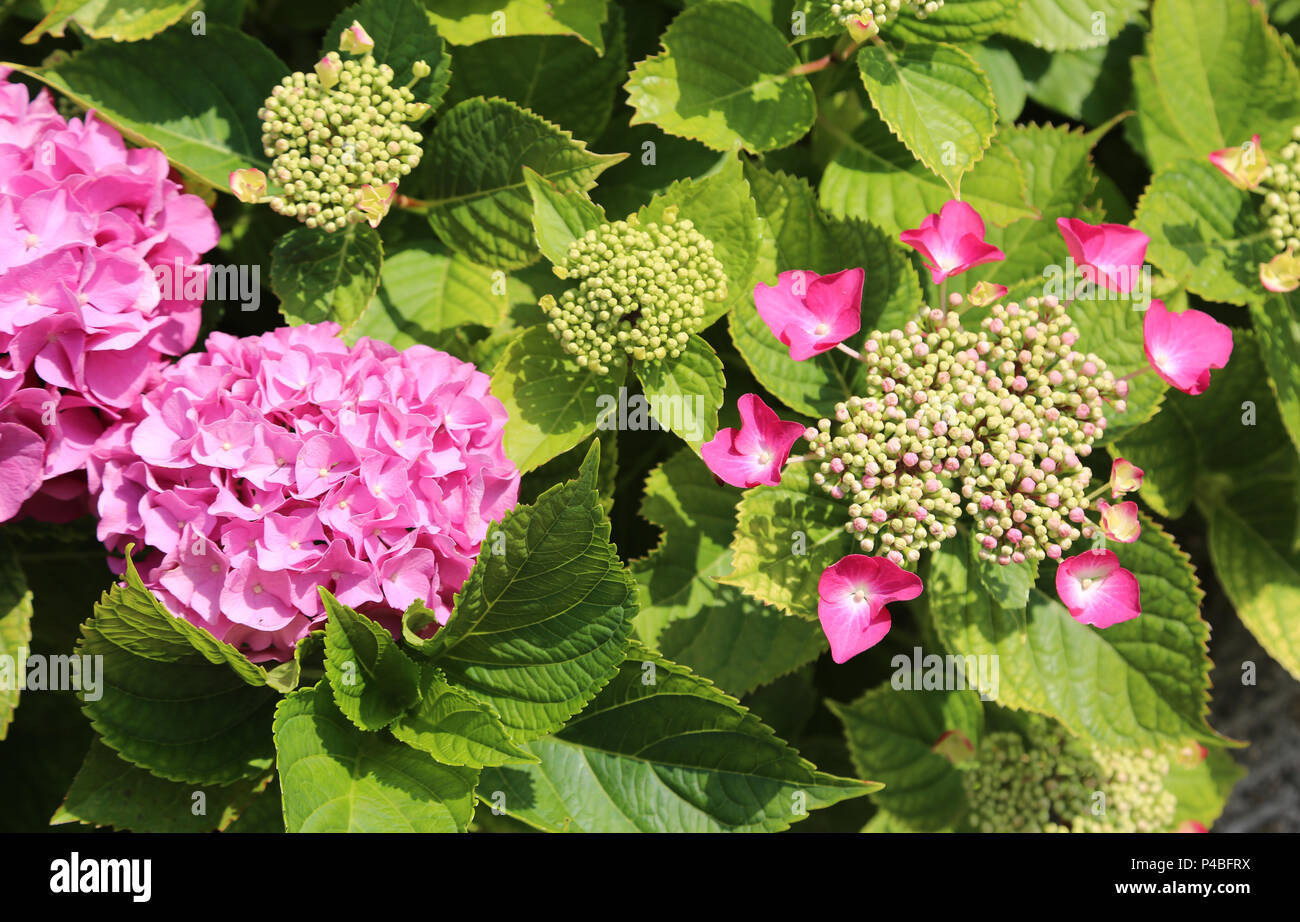 Ortensia hydrangea hi-res stock photography and images - Alamy