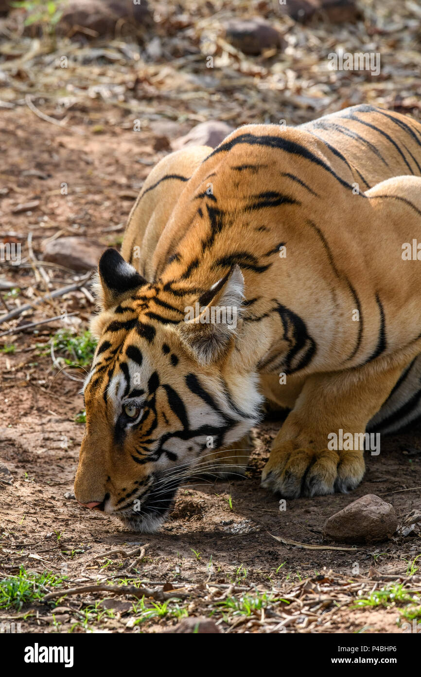 Royal Bengal Tiger Sub adult male cub in Tadoba Andhari Tiger Reserve ...