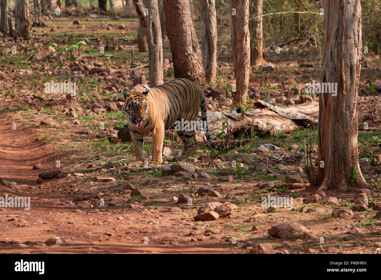 Royal Bengal Tiger Sub adult male cub in Tadoba Andhari Tiger Reserve ...