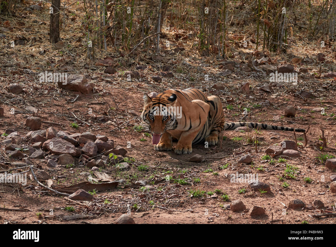 Royal Bengal Tiger Sub adult male cub in Tadoba Andhari Tiger Reserve ...