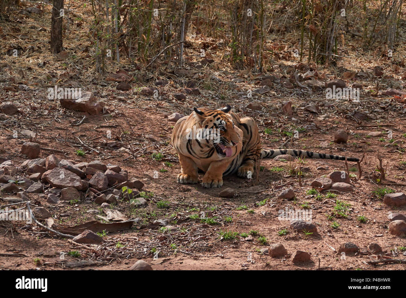 Royal Bengal Tiger Sub adult male cub in Tadoba Andhari Tiger Reserve ...