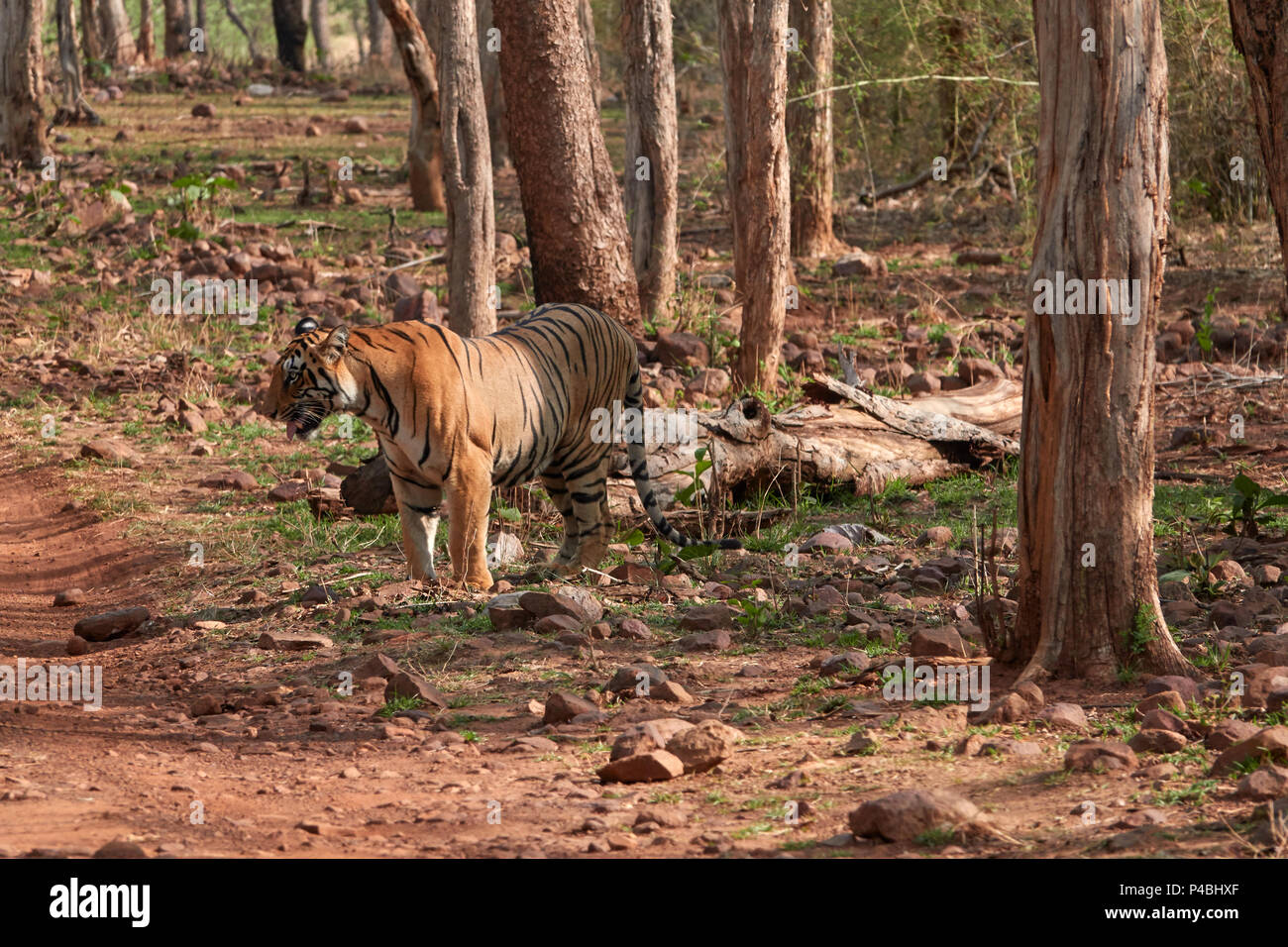 Royal Bengal Tiger Sub adult male cub in Tadoba Andhari Tiger Reserve ...