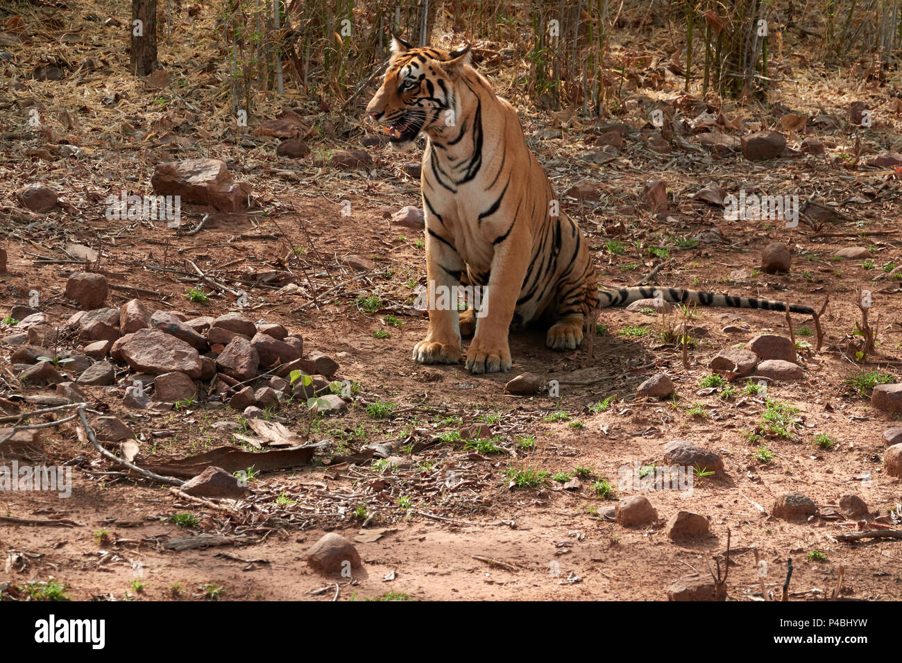 Royal Bengal Tiger Sub adult male cub in Tadoba Andhari Tiger Reserve ...