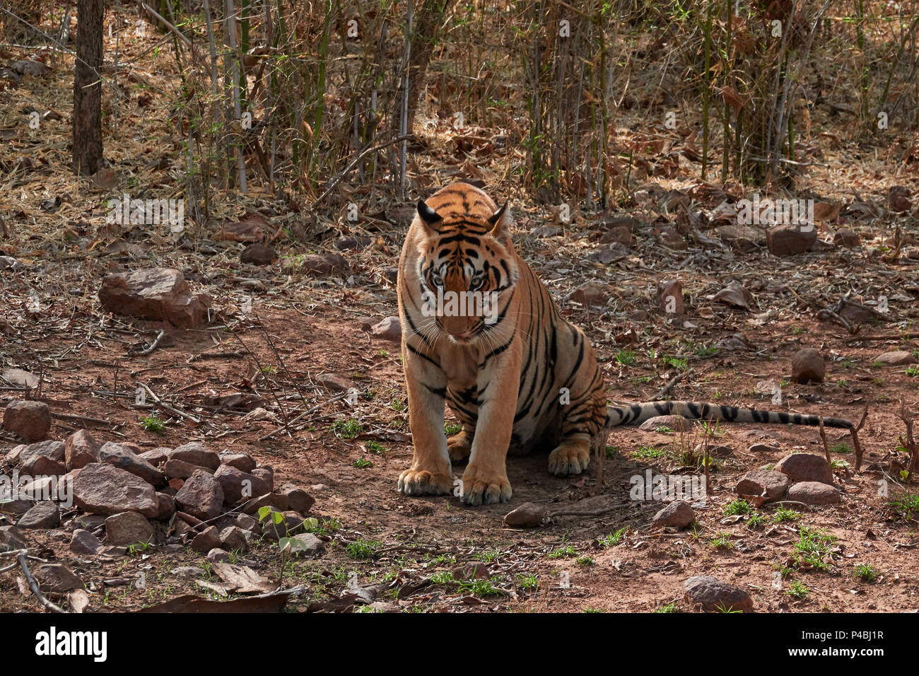 Royal Bengal Tiger Sub adult male cub in Tadoba Andhari Tiger Reserve ...