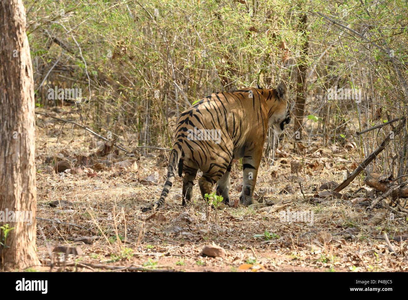 Royal Bengal Tiger Sub adult male cub in Tadoba Andhari Tiger Reserve ...