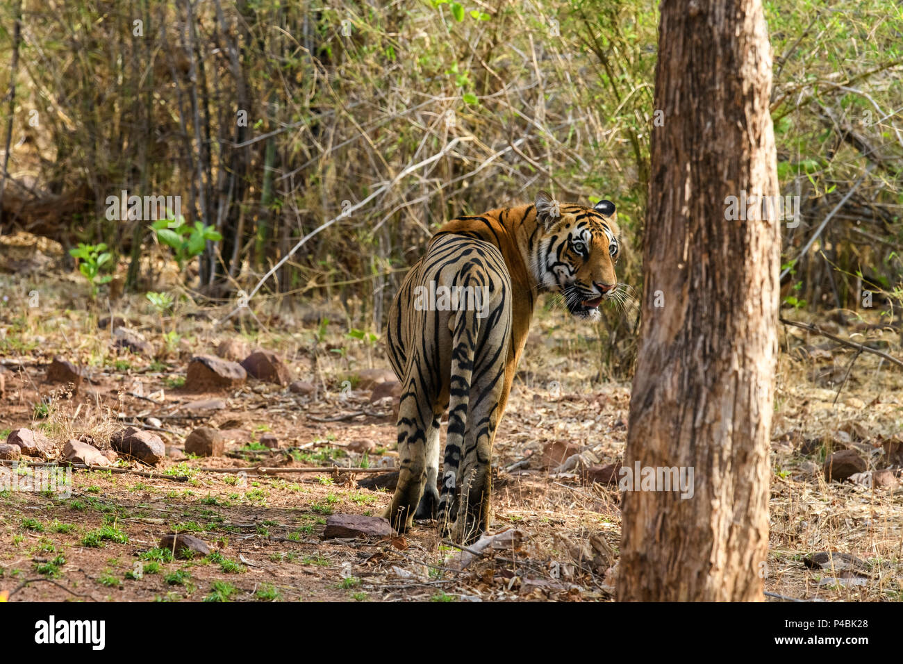 Royal Bengal Tiger Sub adult male cub in Tadoba Andhari Tiger Reserve ...