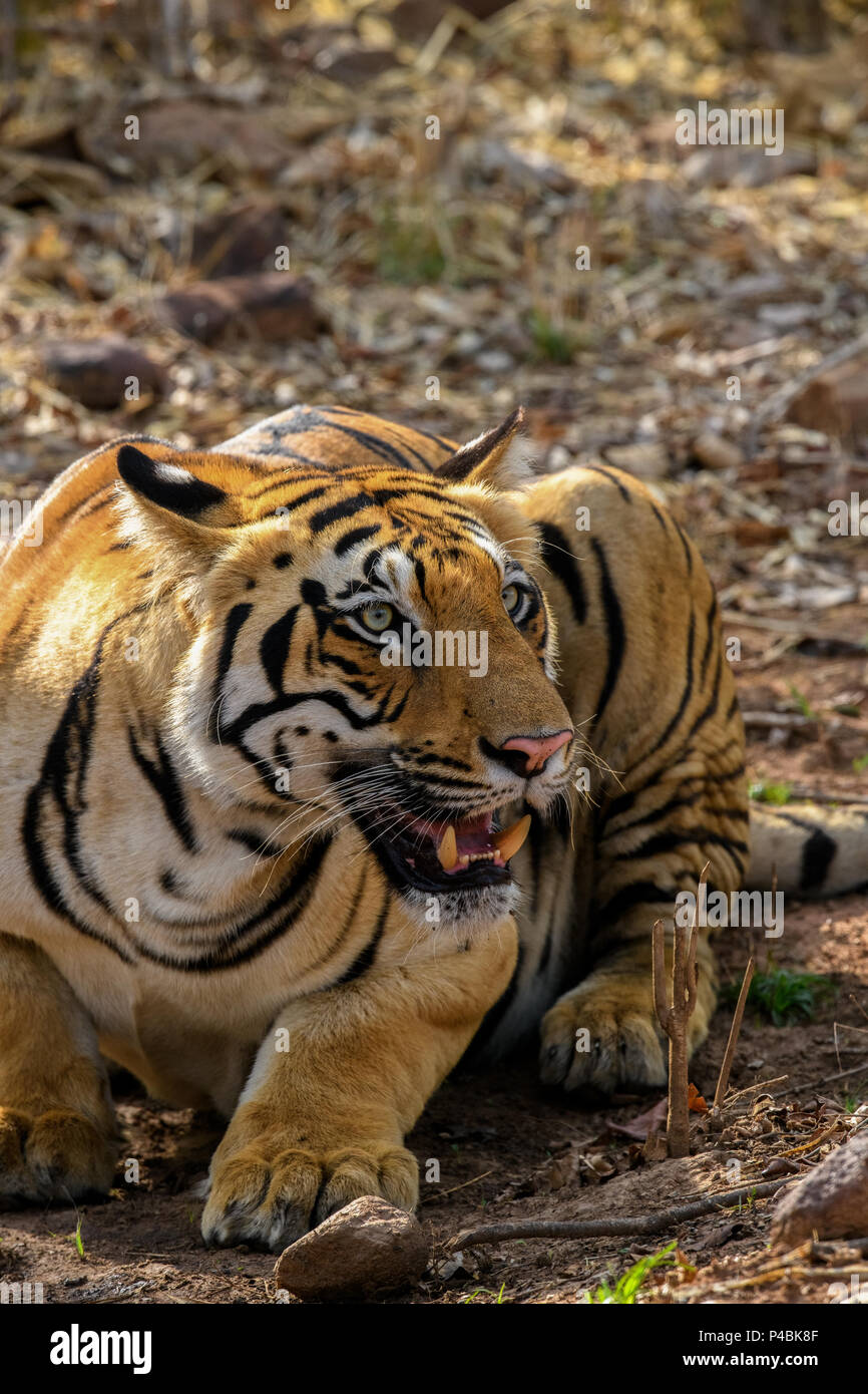 Royal Bengal Tiger Sub adult male cub in Tadoba Andhari Tiger Reserve ...