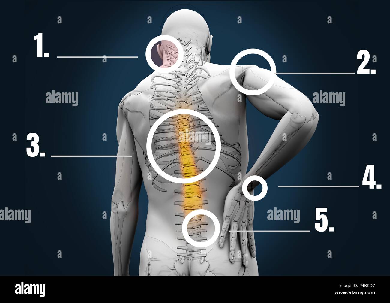 Composite image of human bone structure Stock Photo - Alamy