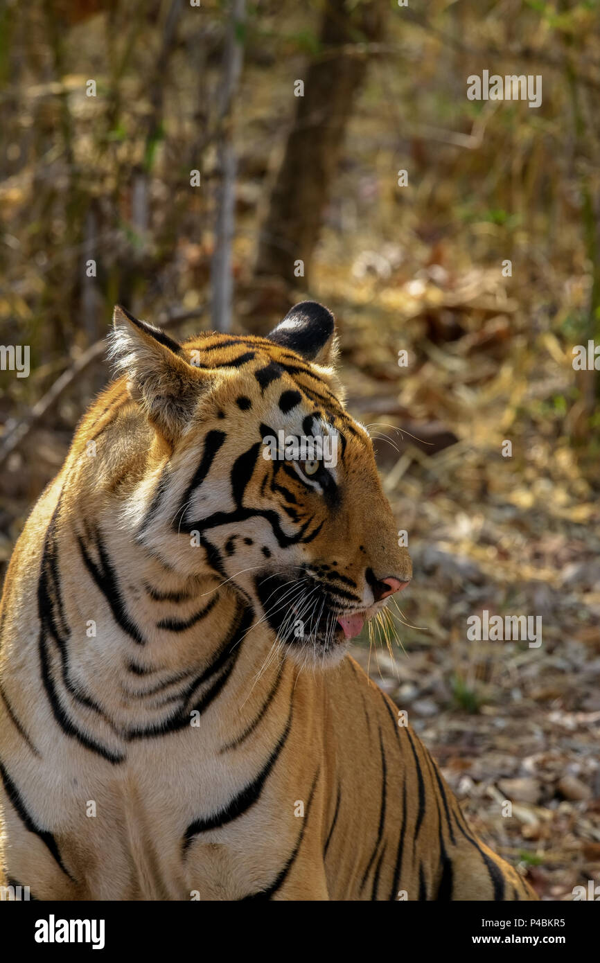 Royal Bengal Tiger Sub adult male cub in Tadoba Andhari Tiger Reserve ...
