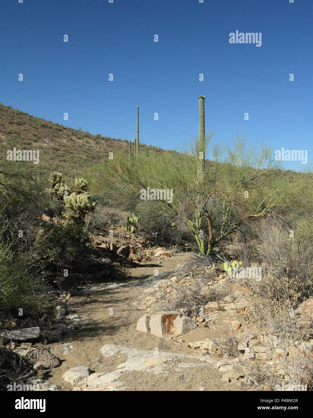 Desert pathway hi-res stock photography and images - Alamy