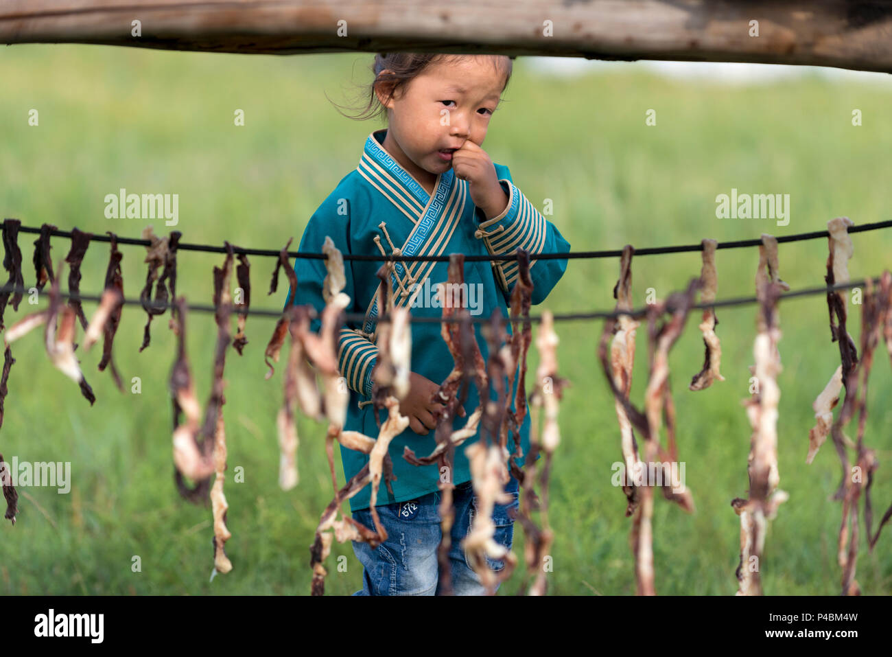 A Mongolian child inspects meat drying on rack outside a summer time ...