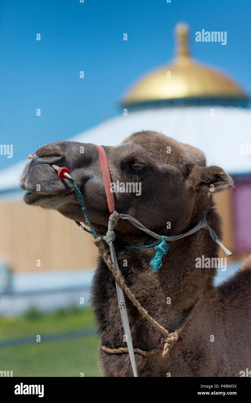 A camel awaits tourist riders at the Mongolian Khan City Cultural ...