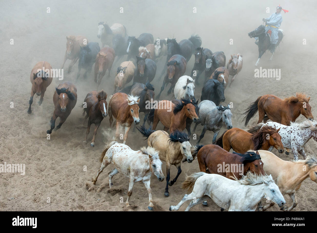 Horsemen dressed in traditional costume holds rope & pole urga or lasso ...