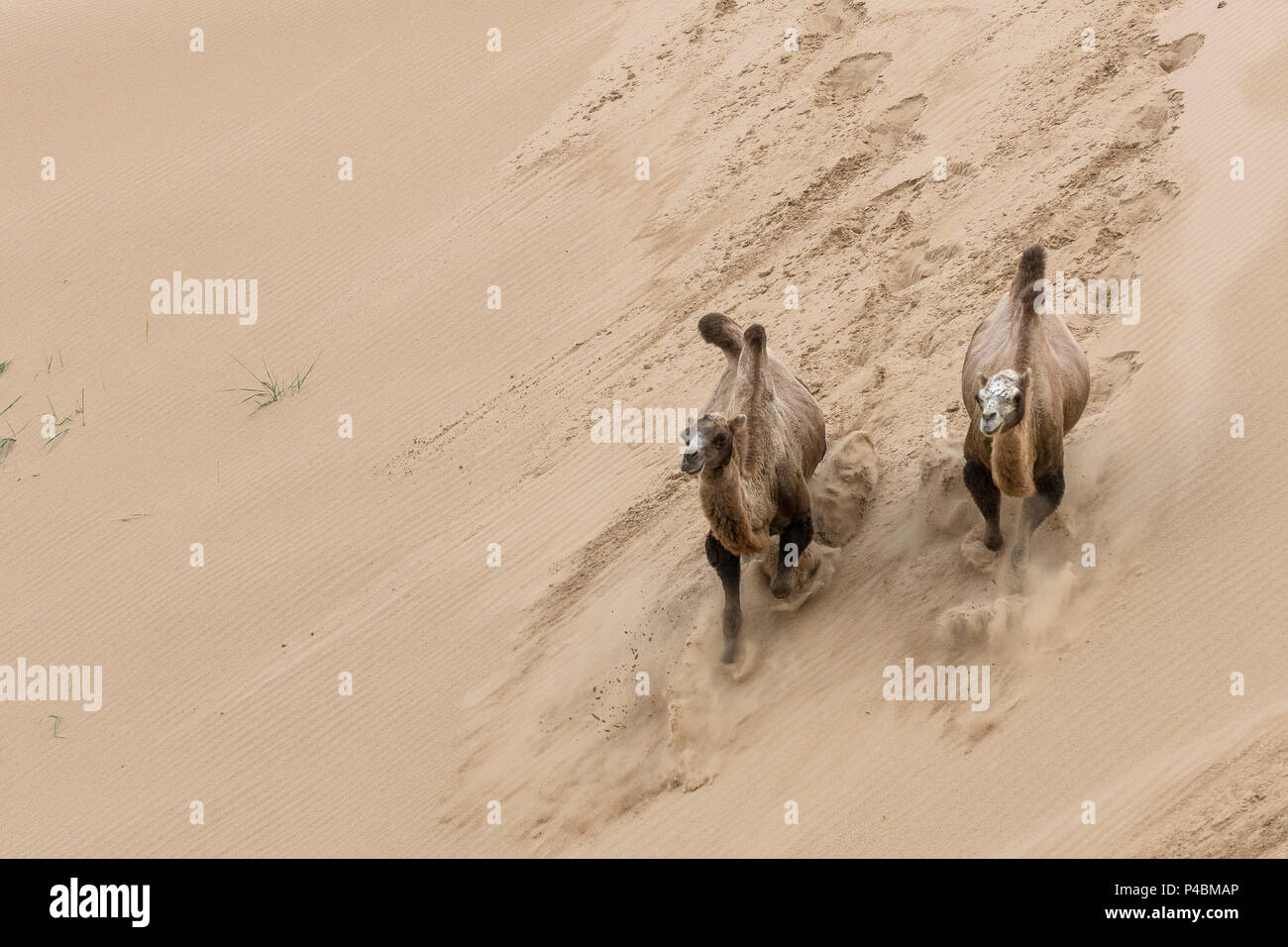 Camel racing mongolia hi-res stock photography and images - Alamy